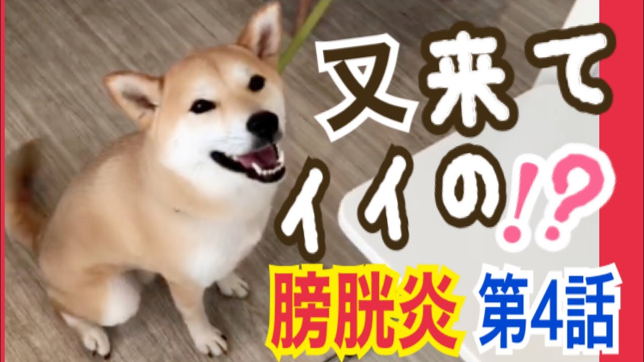 【柴犬 もみさん】病院大好き犬の膀胱炎の経過（第4話） Shiba Inu Momisan has a urine test for ...