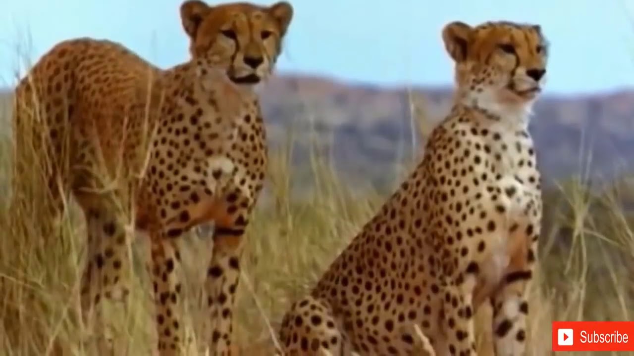 Lion vs Leopard fight || Most Amazing Moments Of Wild Animal Fights ...