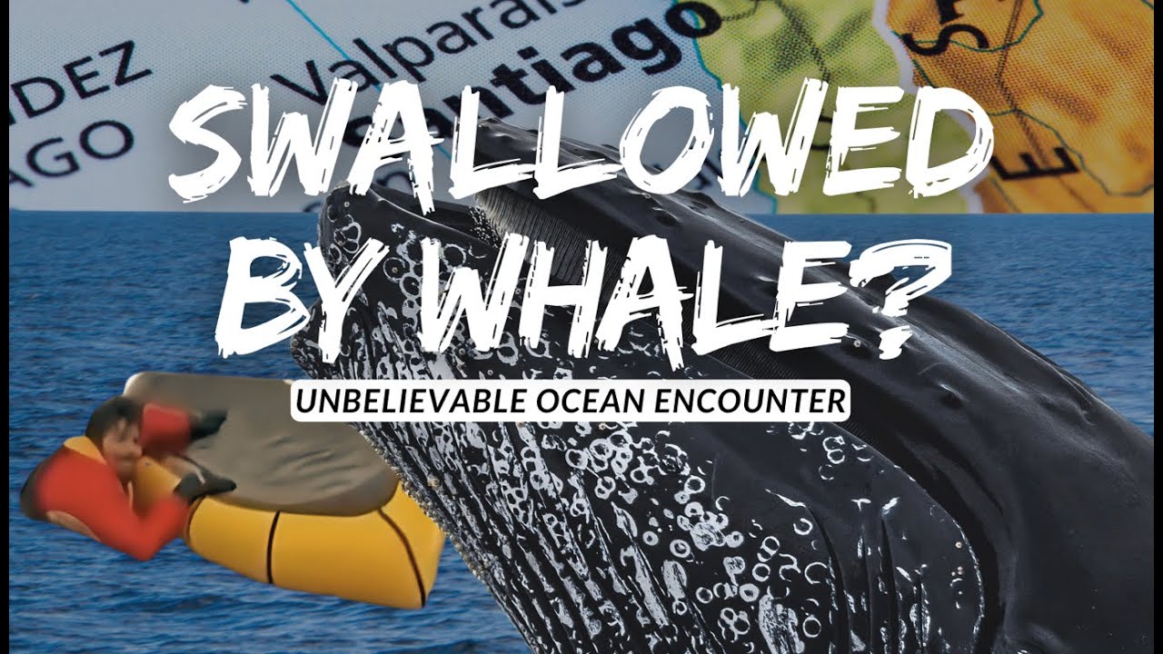 Terrifying Moment Giant Whale Mistakes Kayaker for Breakfast! - YouTube