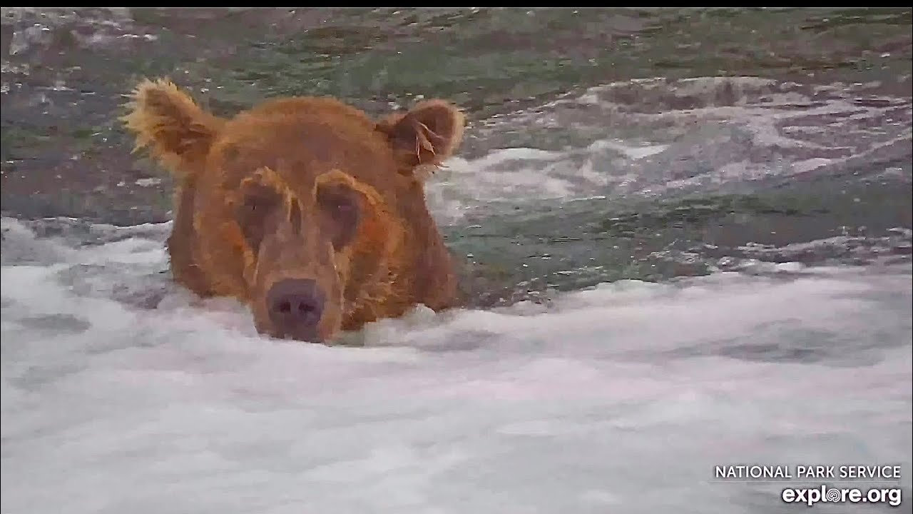 Bucky 164 Showers and Gets a Close-Up (explore.org BF cam) 8.5.24 - YouTube