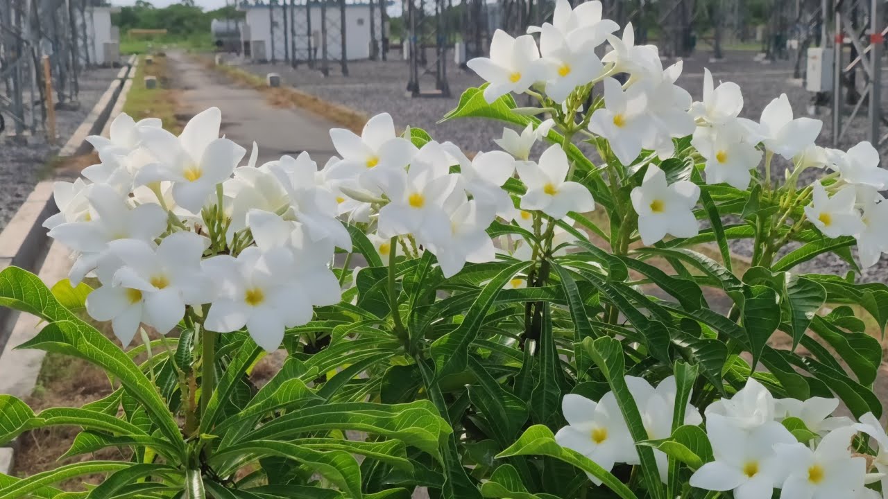 সাদা কাঠ গোলাপ ফূল।WHITE KATH ROSE FLOWER 🌿 💮Plumeria flower । কাঠ ...