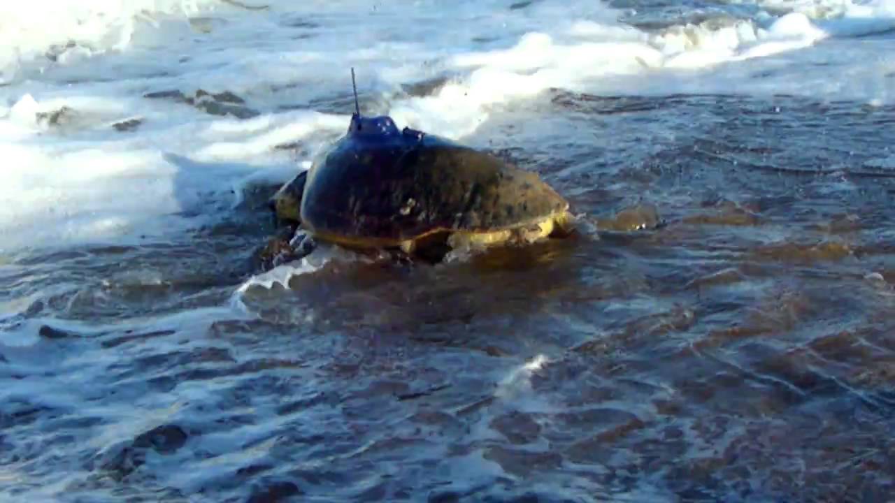 Loggerhead Turtle With Satelite Tracker Attached - YouTube