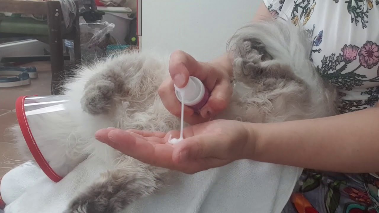 Tutorial. Gato persa con nudos y muda de pelo! Que estrés! Aprende como ...