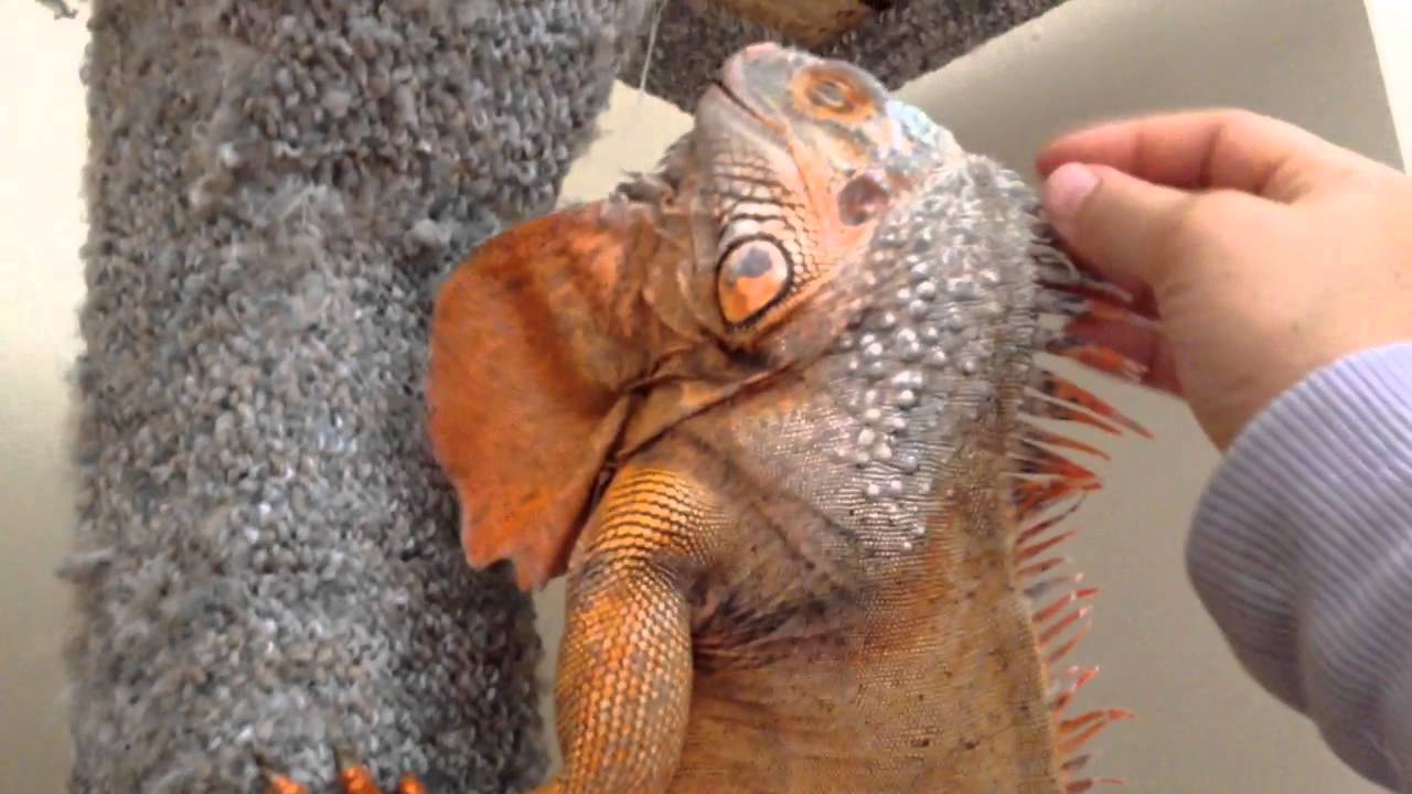 Male and female green iguana - YouTube