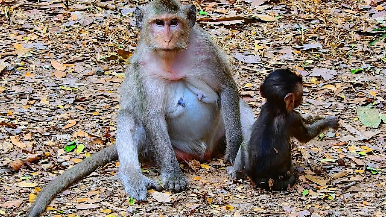 Monkey Batton and her Baby Bean Foraging time...||Wildlife film - YouTube