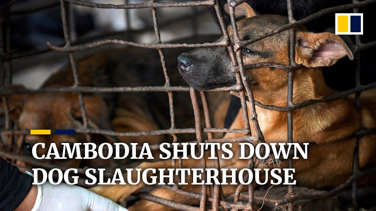 Cambodian dog slaughterhouse closes after killing more than one million ...