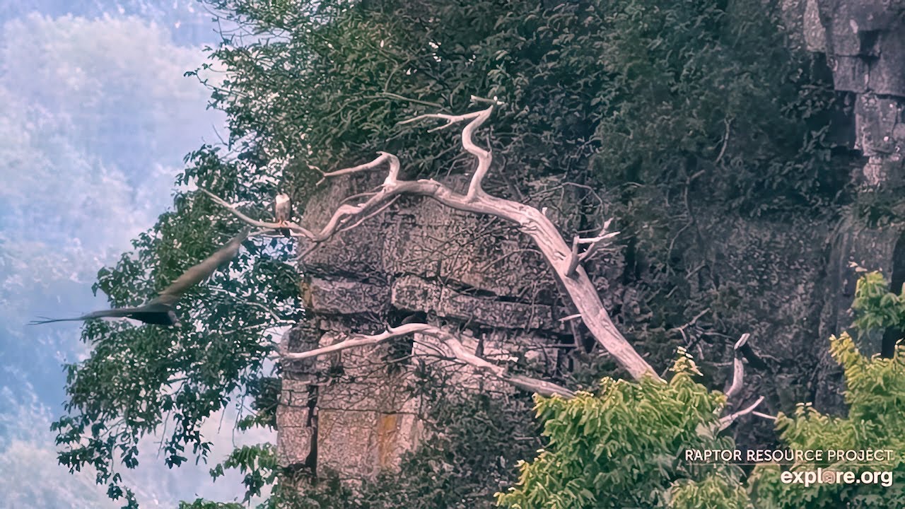 Exquisite home of RRP peregrine falcons - YouTube