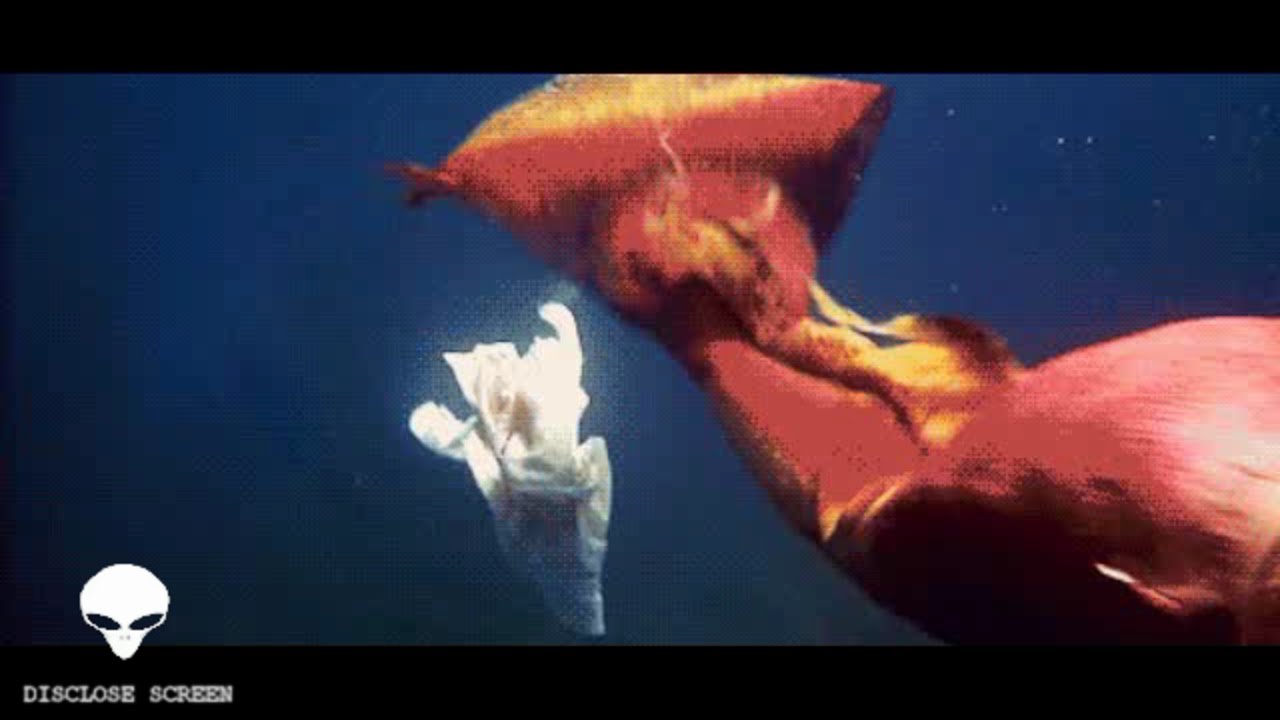 This is the closest evidence you will get to the existence of mermaids ...