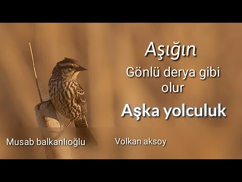 Aşığın gönlü derya gibi olur | Volkan aksoy | Musab balkanlıoğlu