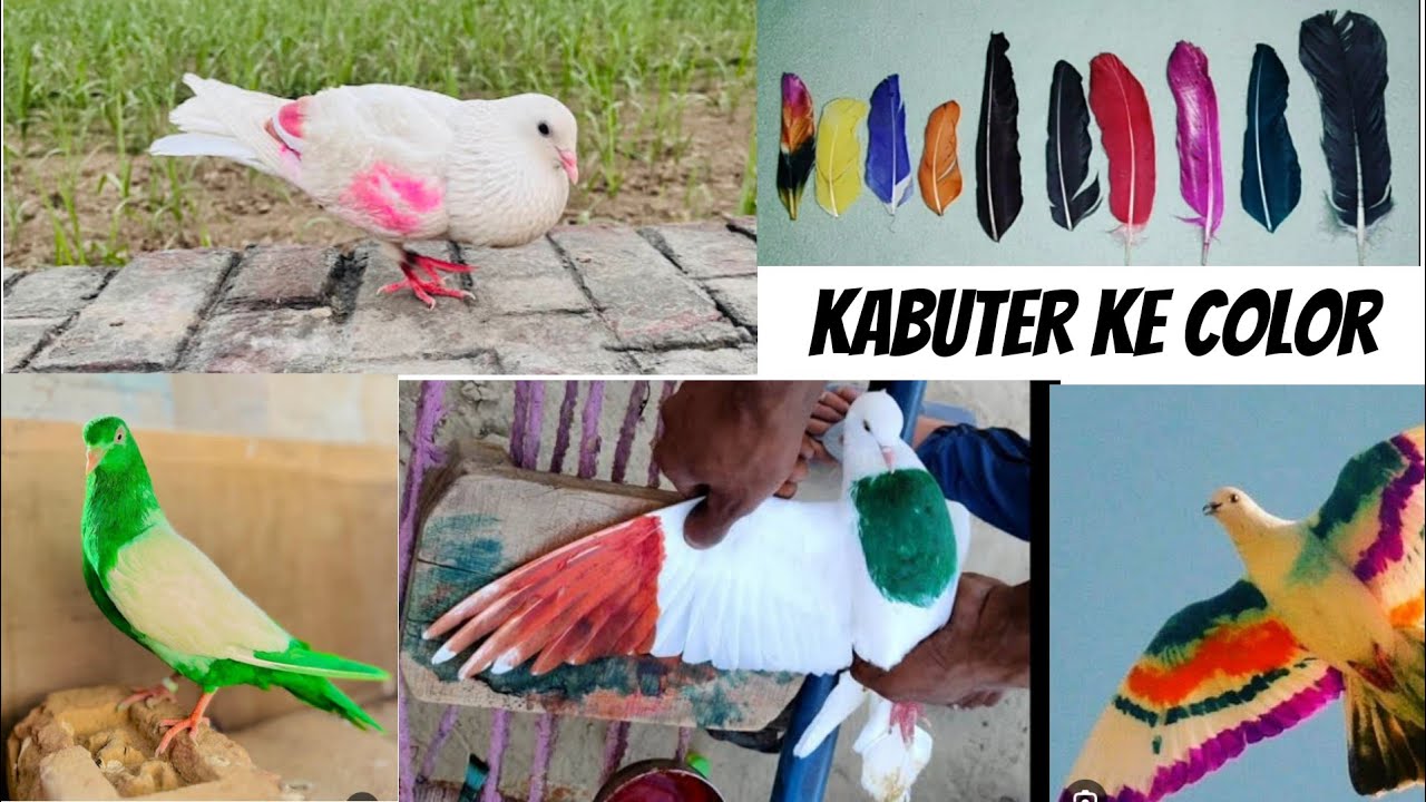 KABUTER_KE_COLOR 🎨 #virel #trending #youtube @kabuterbaziworld - YouTube