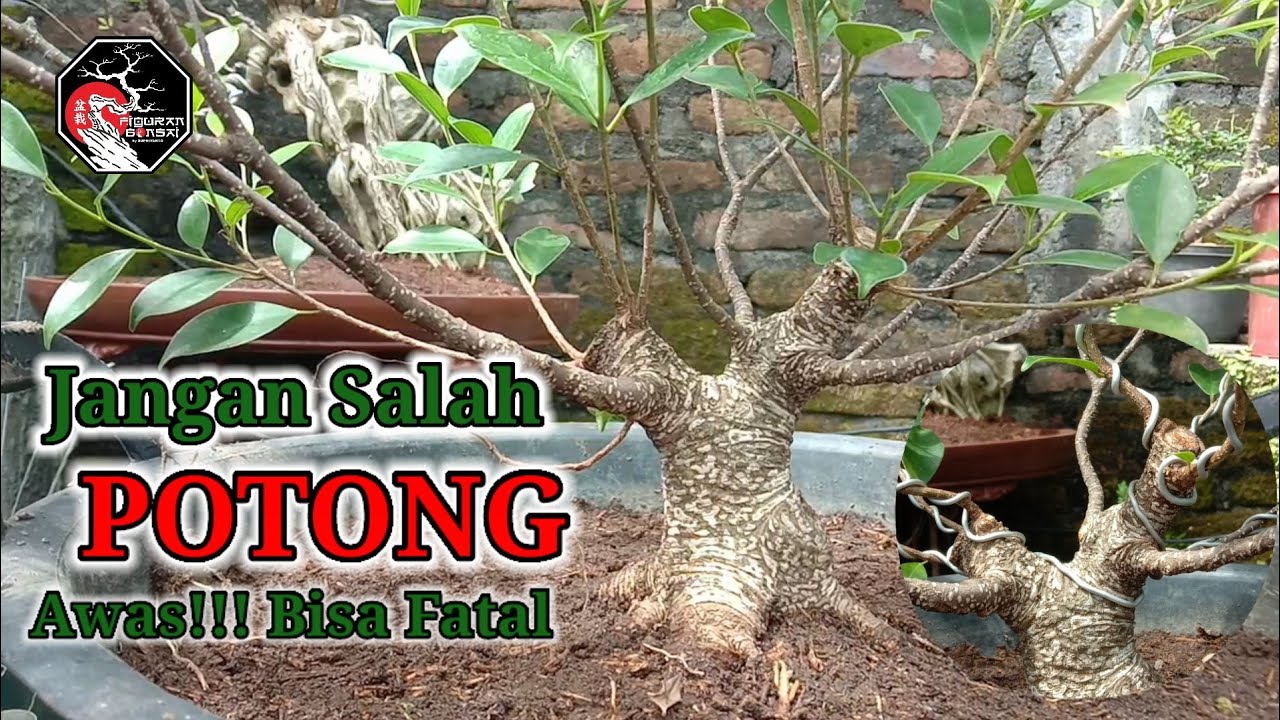 TUTORIAL MEMILIH TRUBUSAN BARU YANG TUMBUH BANYAK PADA BONSAI KIMENG ...