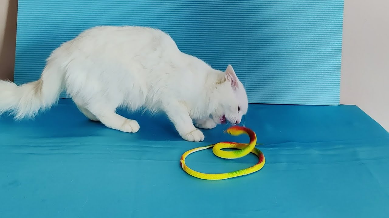 Cat vs snake. 4k - YouTube