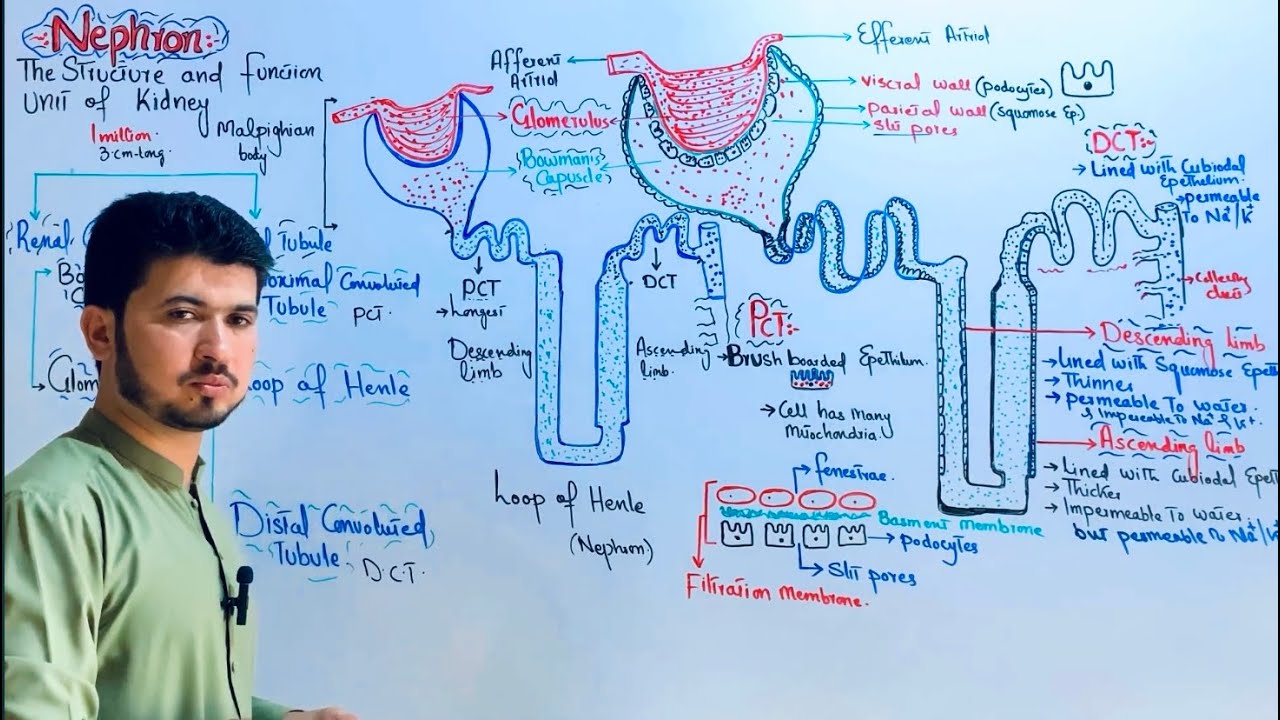 Structure and function of nephron class 12| Overview of nephron MDCAT ...