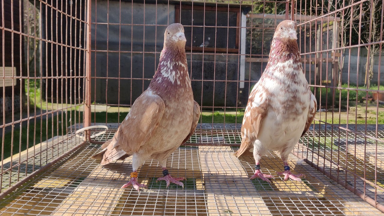 Pair Red English Tippler Pigeons - Bradford - West Yorkshire - UK - YouTube