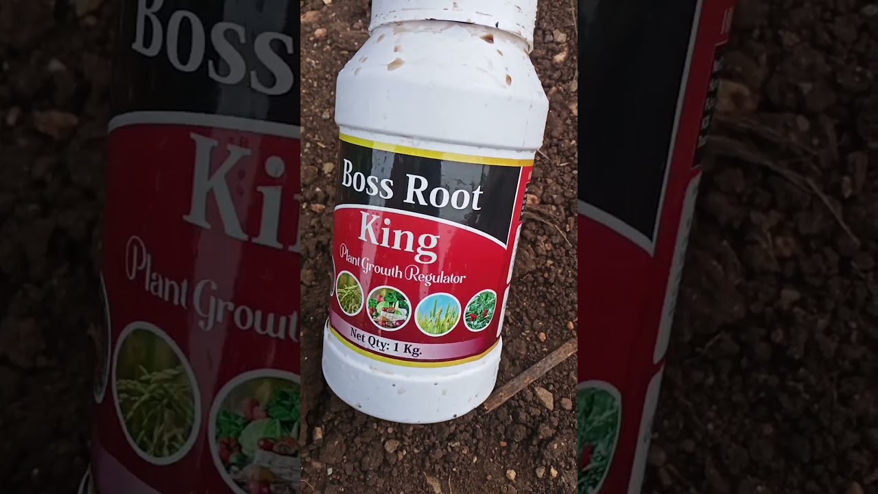 Boss Root king all crop excellent results for all soil application and ...