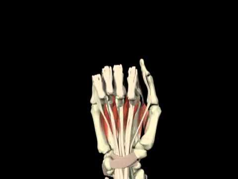 Flexion Extension Close Up Palmar - YouTube