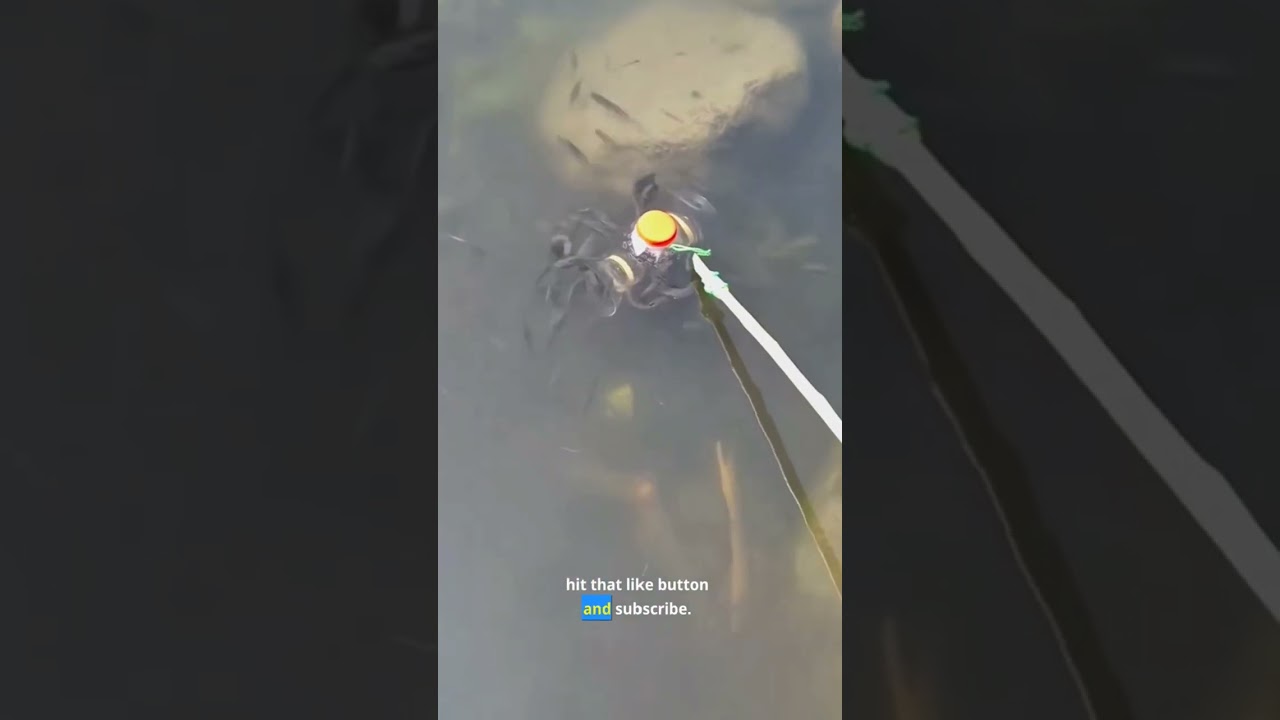 “Genius Fishing Hack 🎣 | Catch Fish with a Simple Plastic bottle # ...