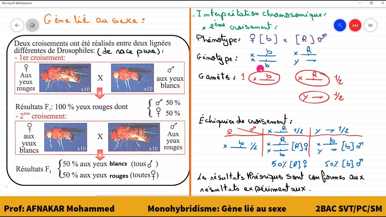 8-Génétique mendélienne: Monohybridisme: Cas d'un gène lié au sexe 2BAC ...