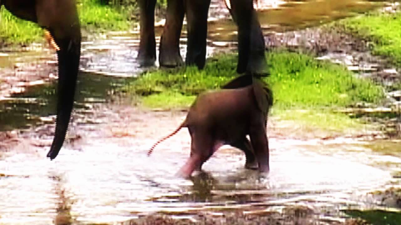 Elephant Documentary : New wildlife video documentary - YouTube
