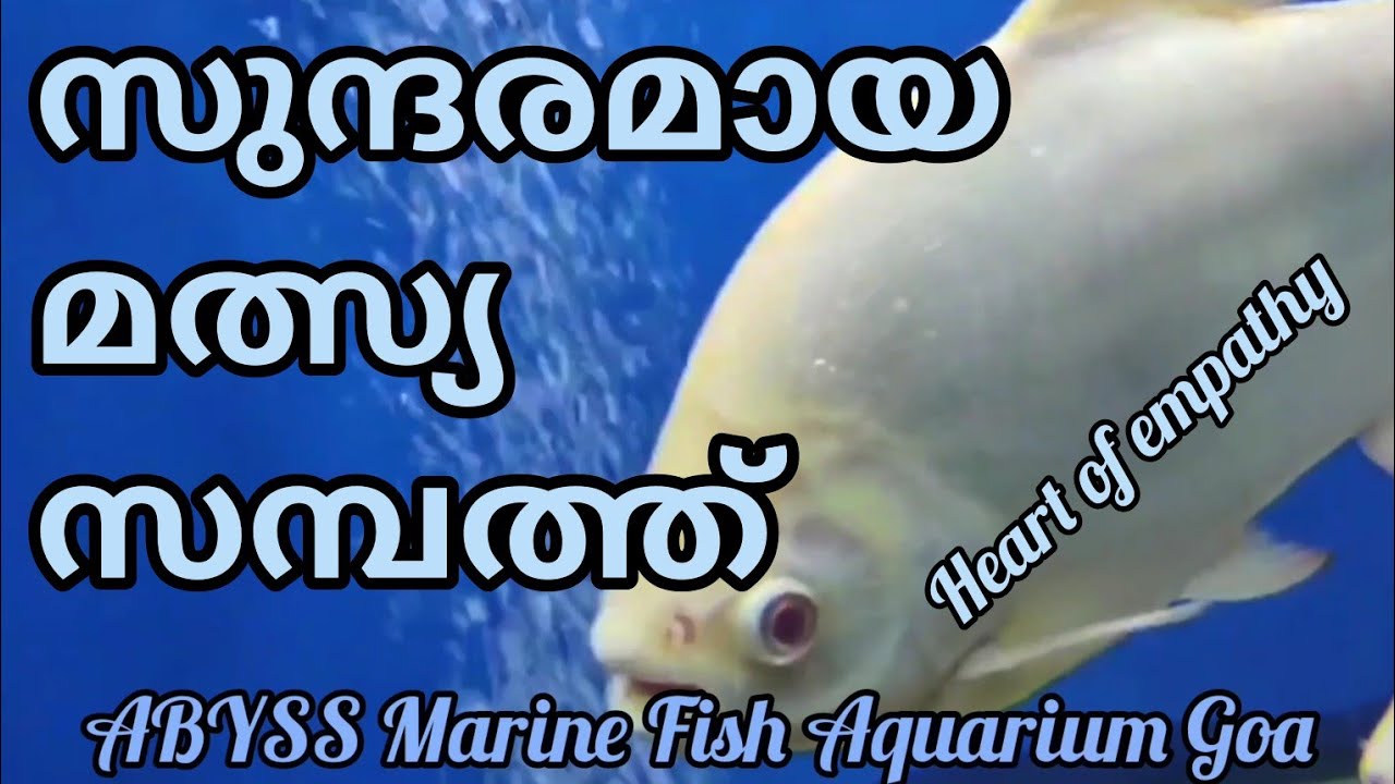 A Beautiful Marine Fish Aquarium, Goa @heartofempathy3292 - YouTube