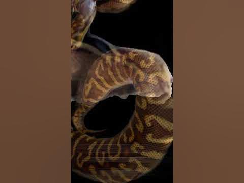 5 Ball Python Hybrid Snakes - YouTube