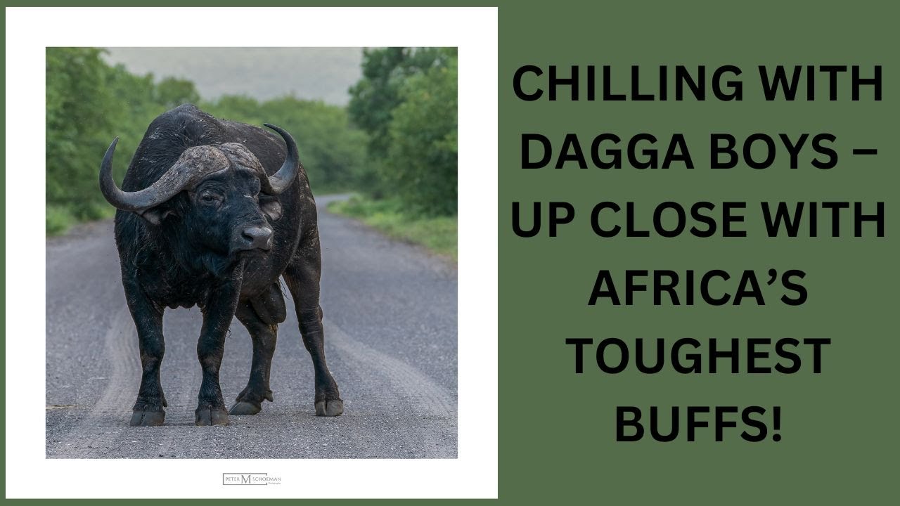 Chilling with Dagga Boys – Up Close with Africa’s Toughest Buffs! - YouTube