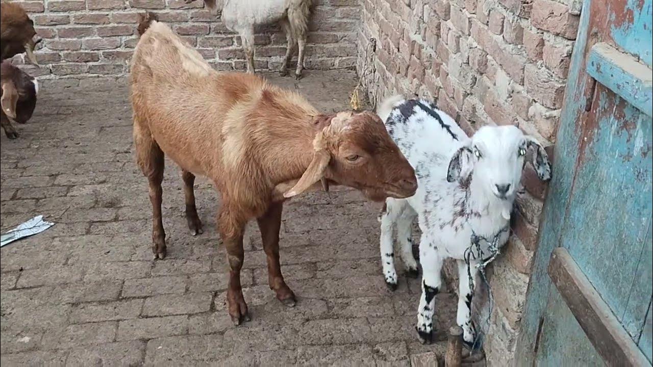 FIRST TIME GOAT MATING VIDEO CAPTURE IN CAMERA 📸📸||Desi Goat Mating Video viral mating goat ...