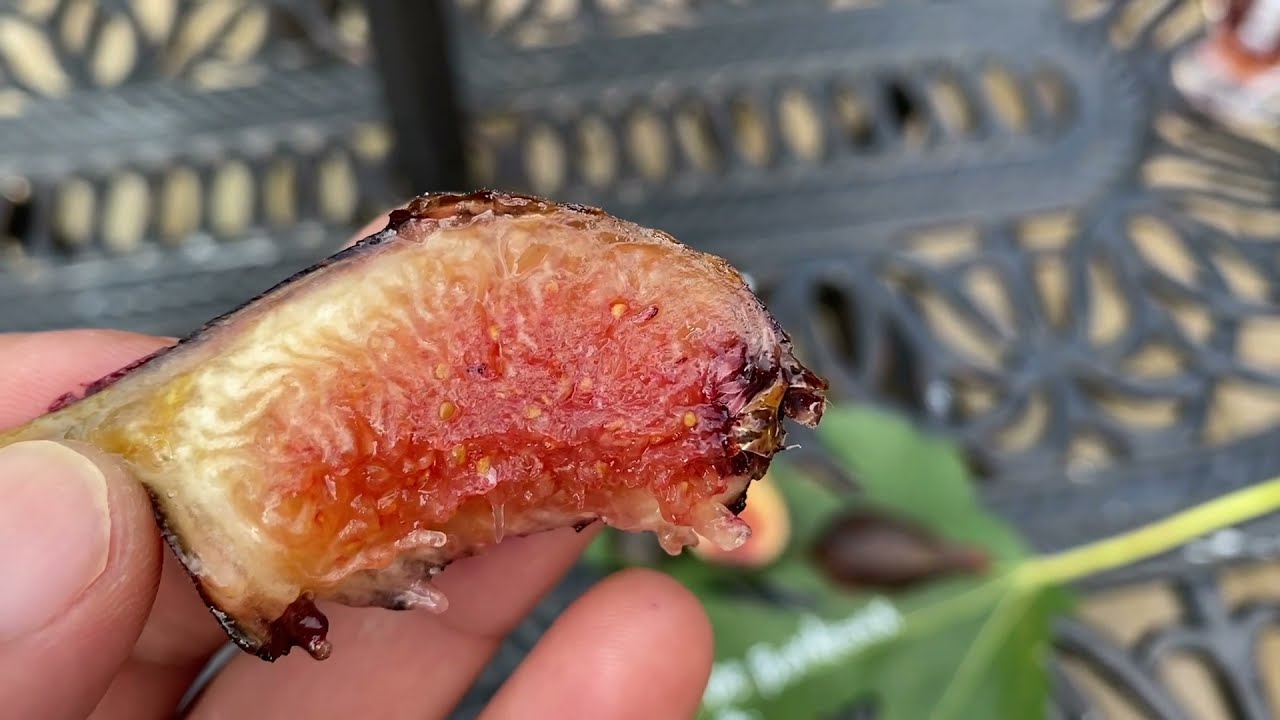 تين فرنسي ارجواني Violette De Bordeaux #VDB Fig - YouTube