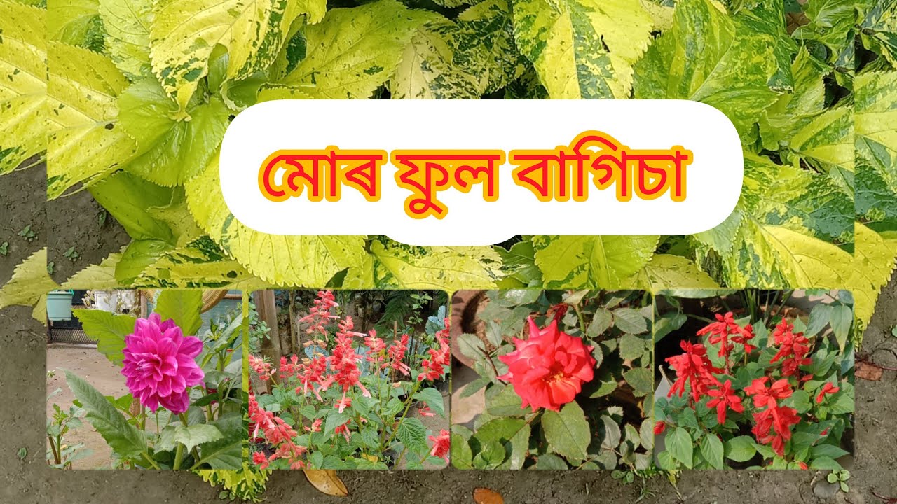 Flower garden||Assamese flower garden//#gardeing#indour_outdourplant ...