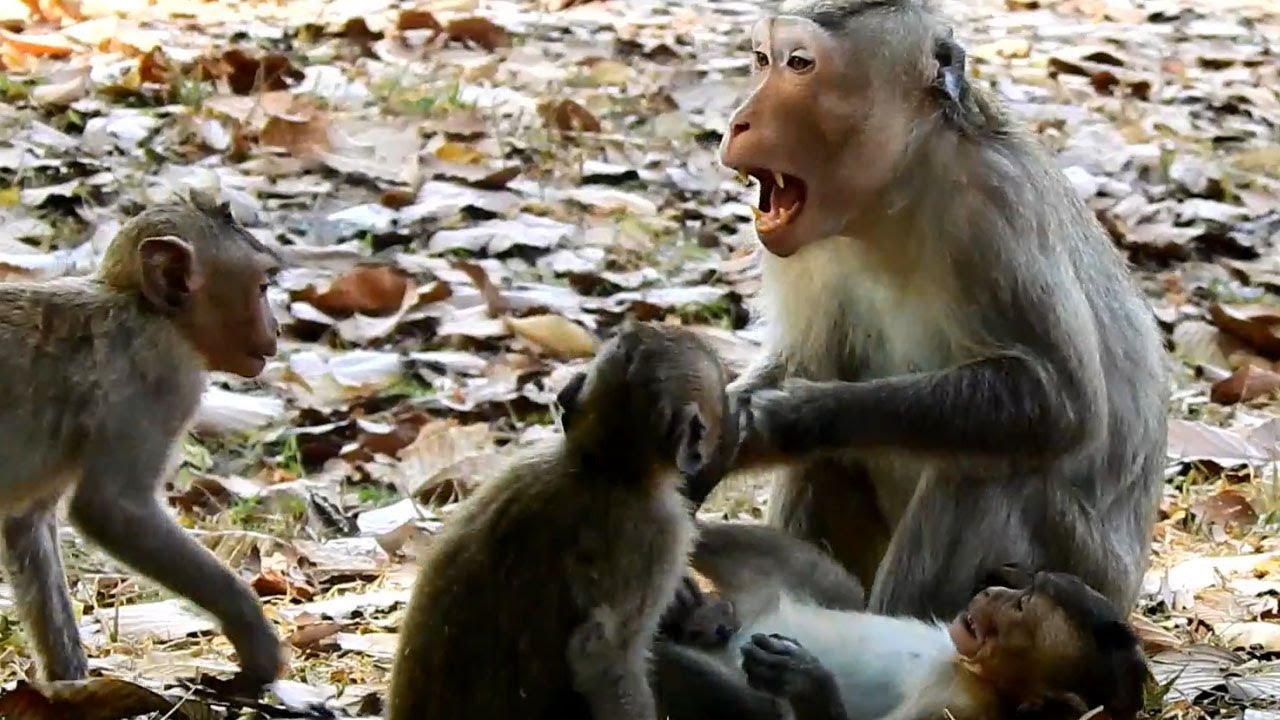 Funny Video Many Monkeys Plays Because Of They Very Happy Together So ...