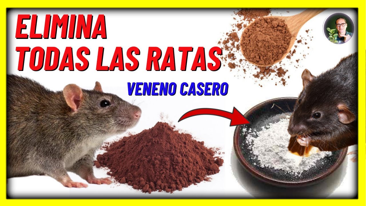 COMO ELIMINAR las RATAS Y RATONES CON VENENO CASERO a base de chocolate ...