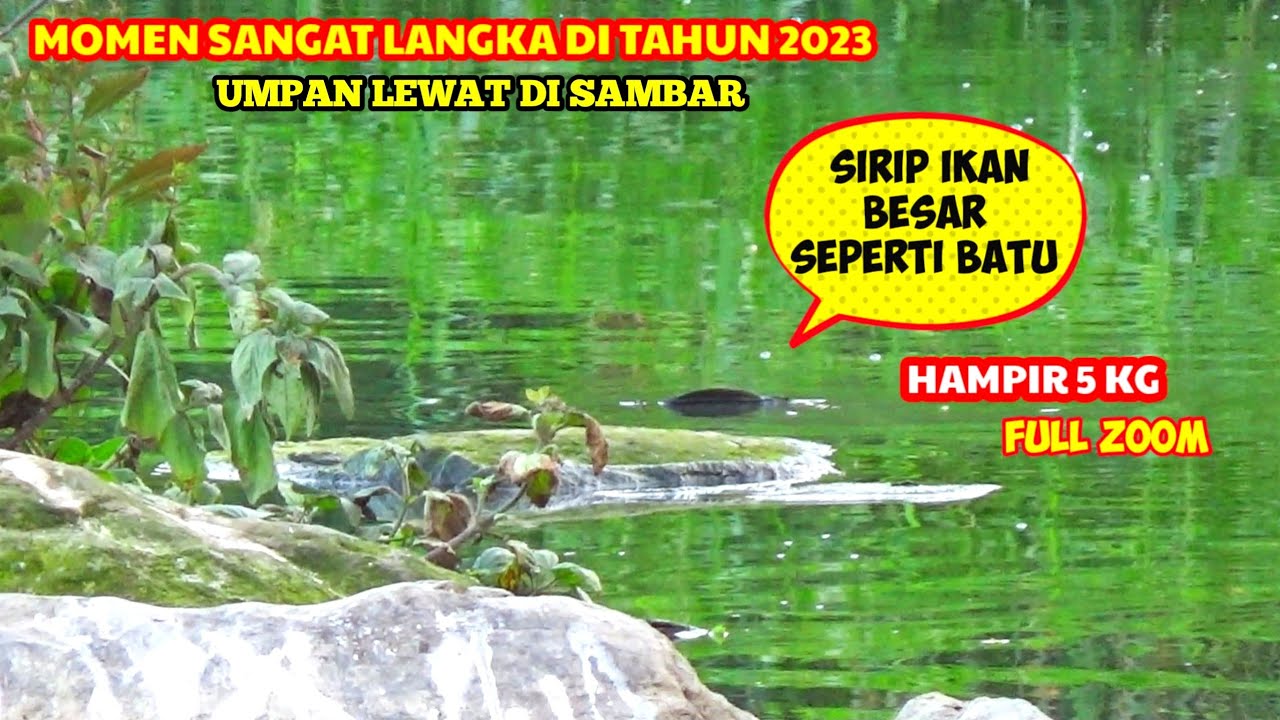 PEMANDANGAN LANGKA TERLIHAT SIRIP IKAN GABUS BESAR DI BALIK BATU ...