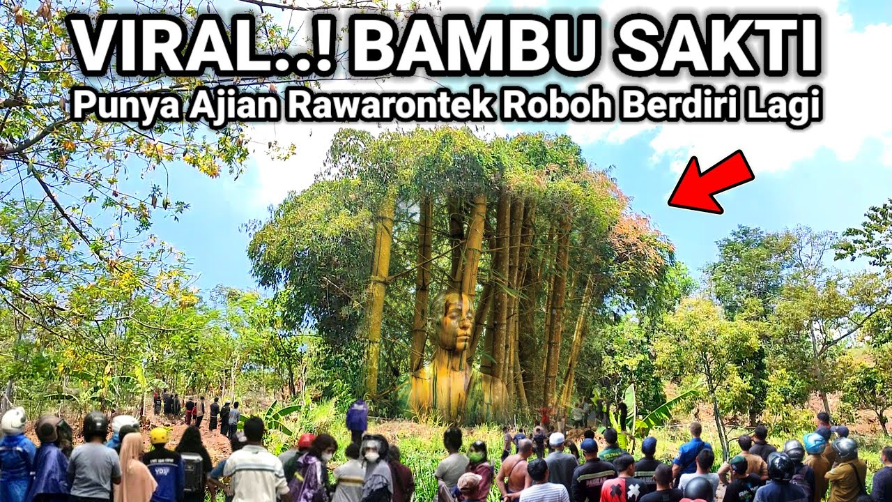 Viral..! Bambu Rawarontek Tidak Mati Roboh Berdiri Lagi - YouTube