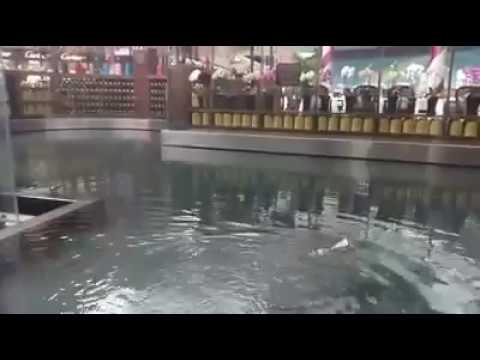 MIRO, the robot fish in Marina Bay Sands, Singapore - YouTube