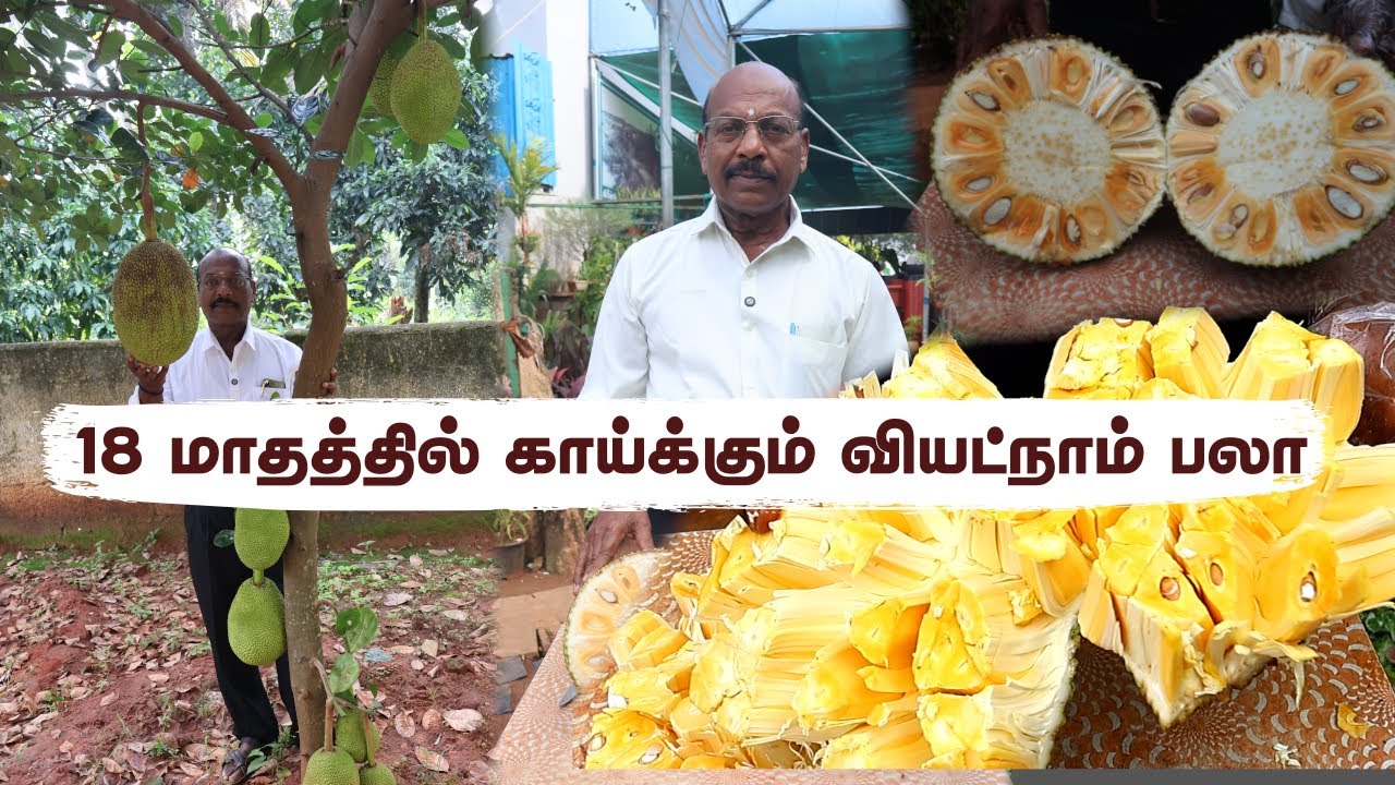 🔥 Vietnam Pazham 6.5 KG Harvest! 3 Years Tree-la இத்தனை Weight Possible ...