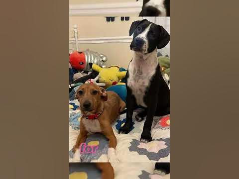 Hero Shelter Dog Saves Another Pup's Life with Emergency Blood Donation ...