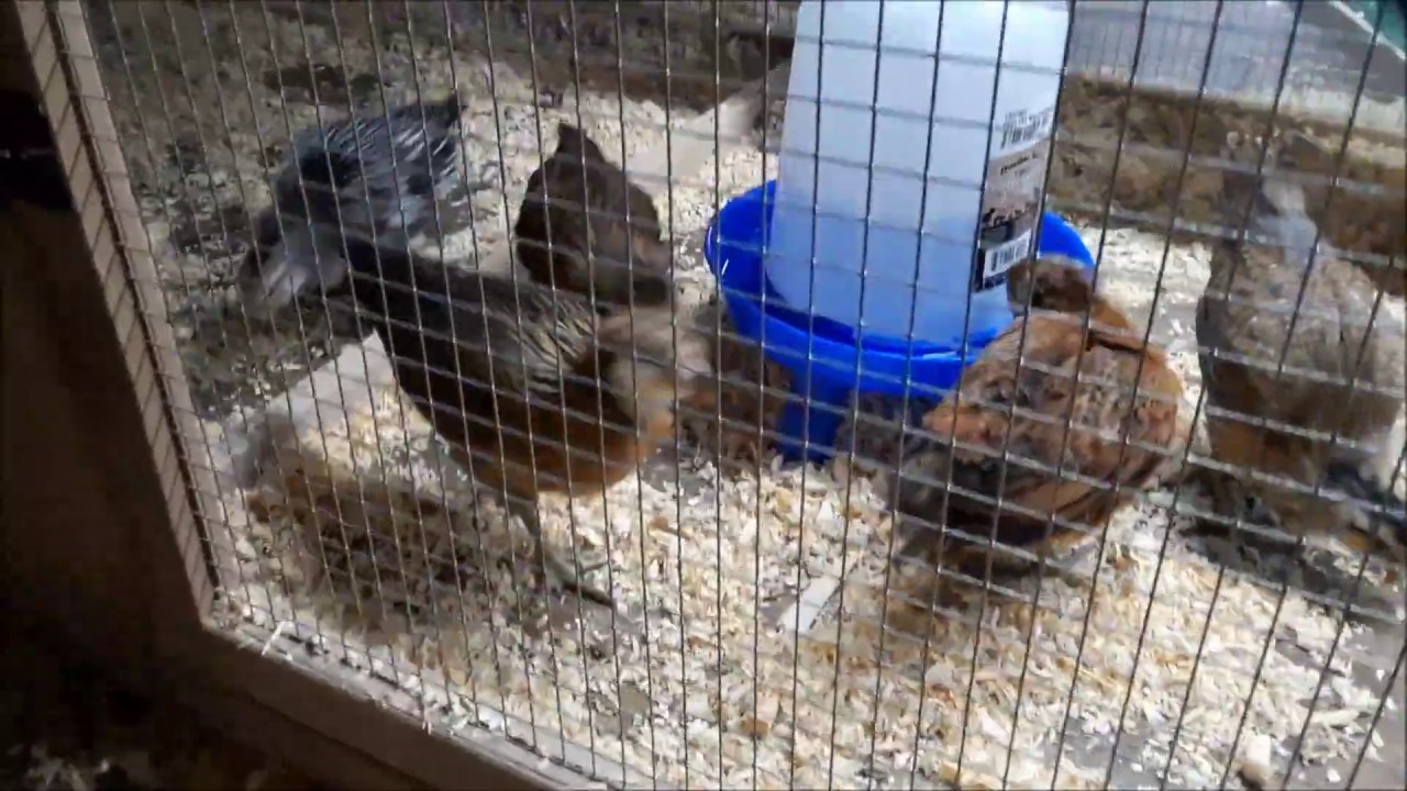 Baby Chickens at Play - YouTube