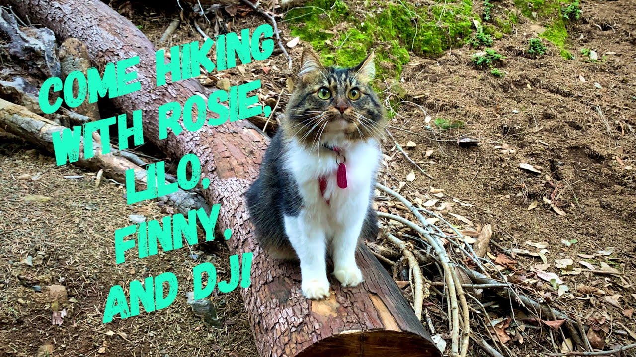 Come Hiking with Rosie, Lilo, Finny, and DJ! - YouTube