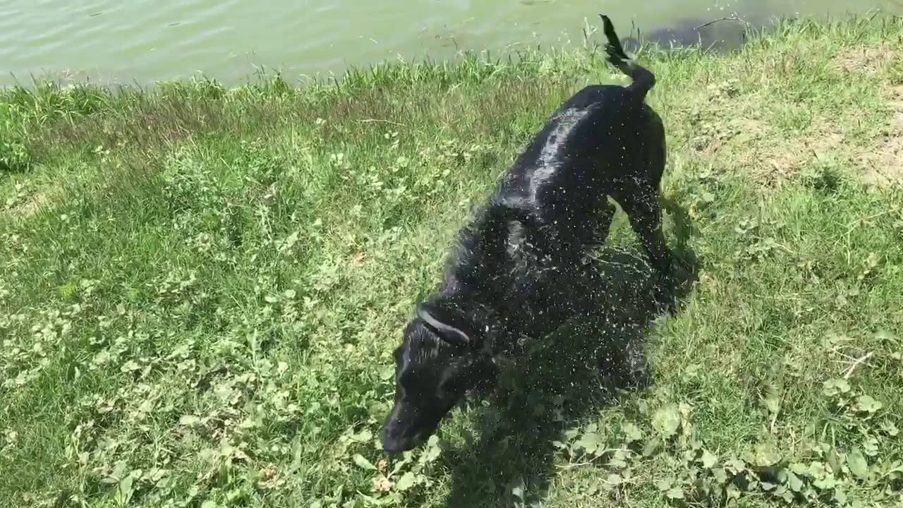 Training Labrador Retriever in water - YouTube