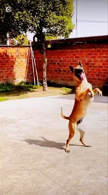 Funny Dog Dance ️💕. #funny - YouTube