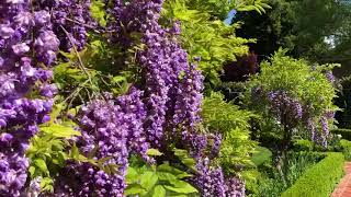 Tourist and history voiceover - Palo Alto Gamble garden asmr
