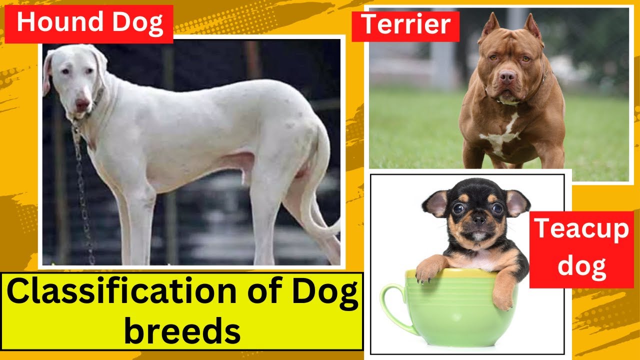 Classification of dog breeds - YouTube