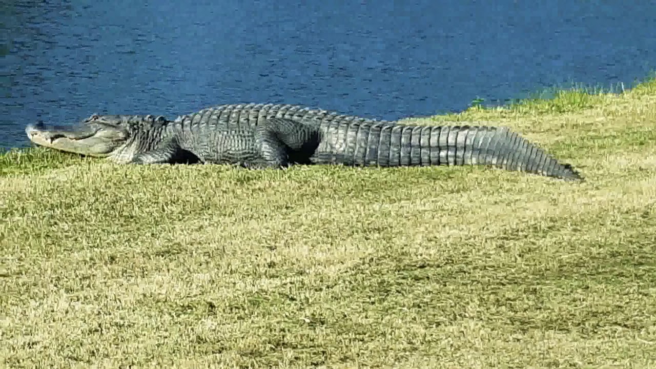 Big Gator Seven Springs GC Trinity FL - YouTube
