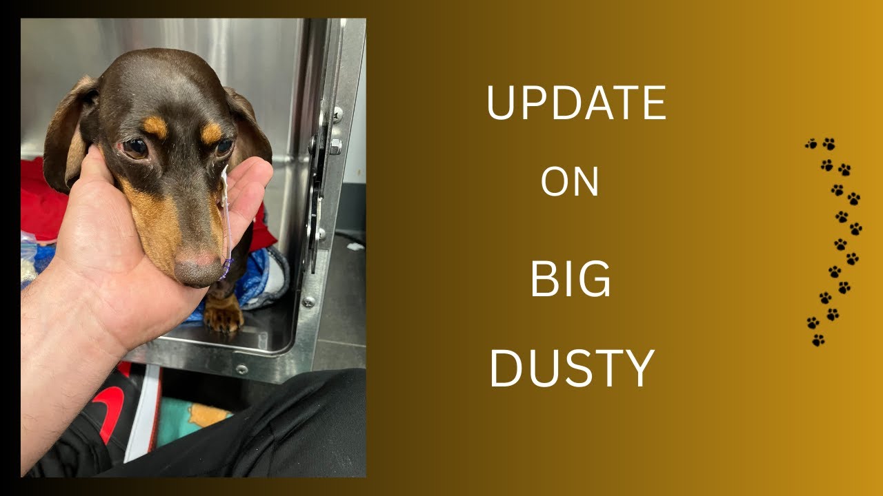 UPDATE ON MY DUSTY - YouTube