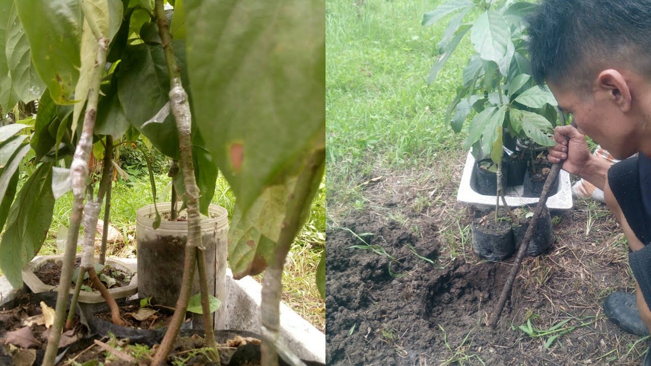 planting and propagation of self grating avocado and how to grow faster ...