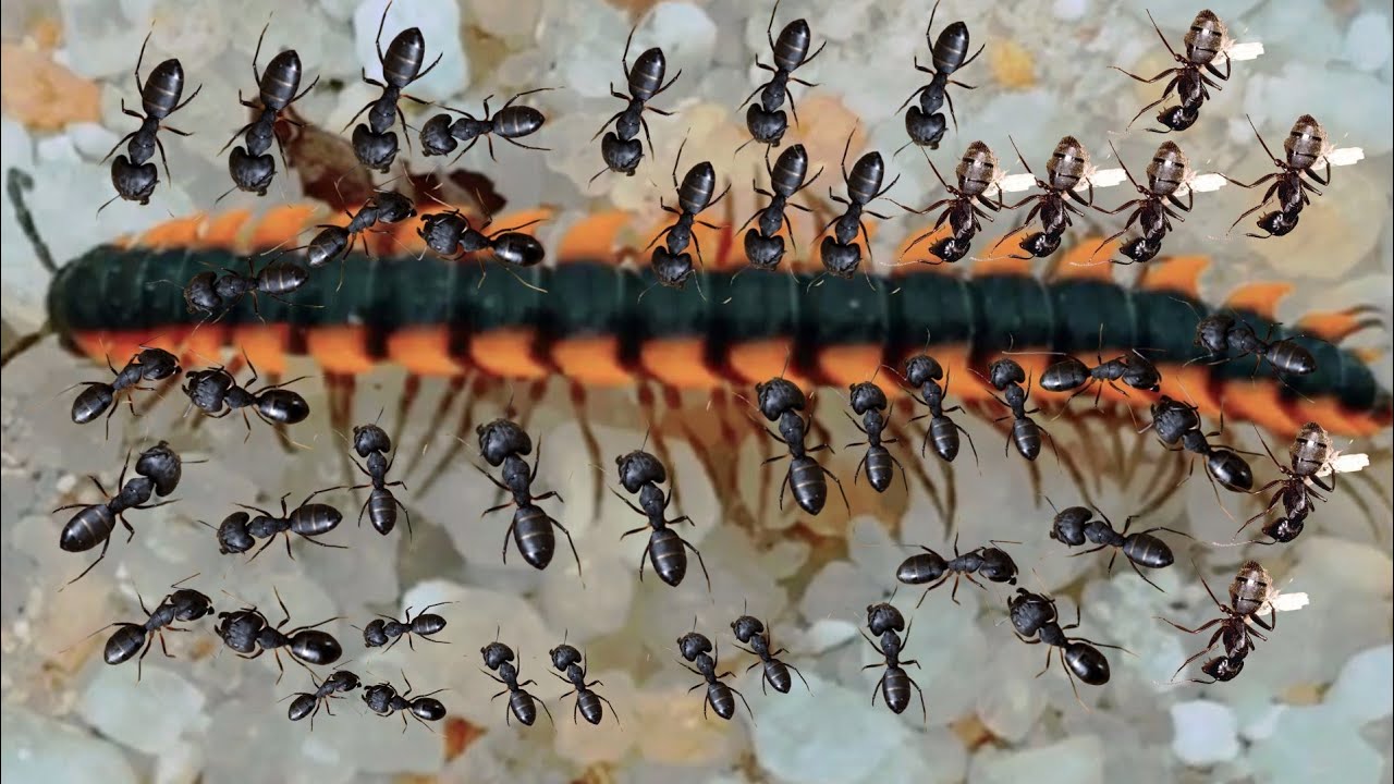 wow so great, not even a small ant can eat big food - YouTube
