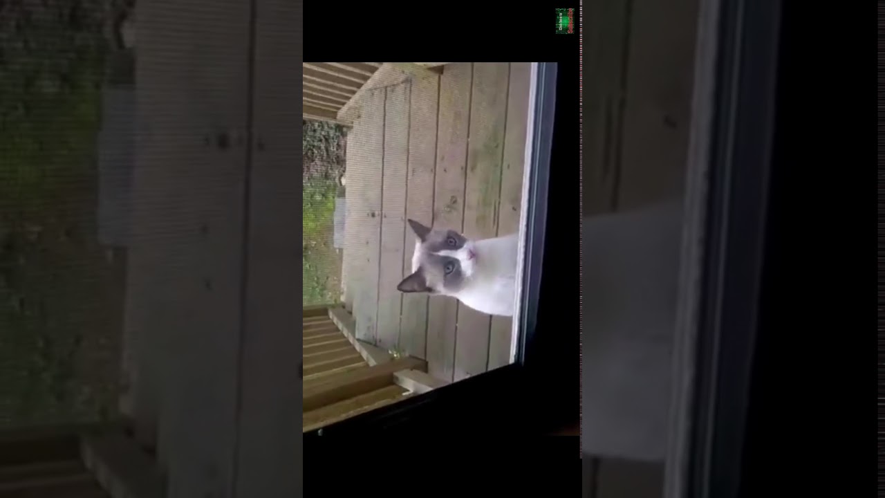 Yodeling Cat - YouTube