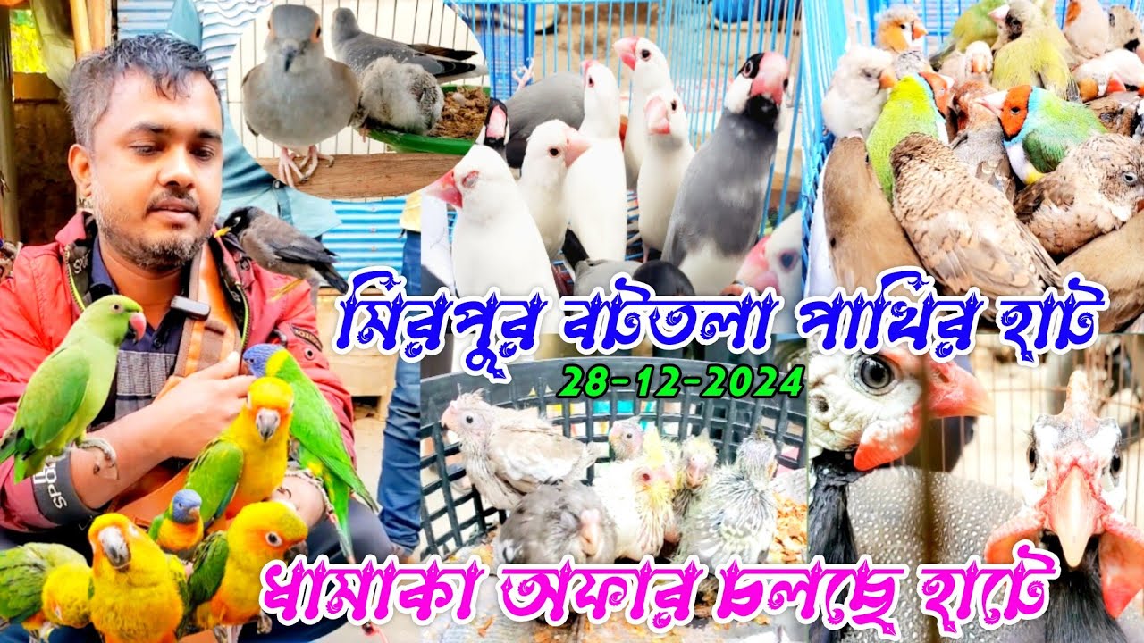 ২০২৪ সের সেষে আবারো পাখির দাম কুমে গেলো | কম দামে পাখি কিনুন | mirpur ...