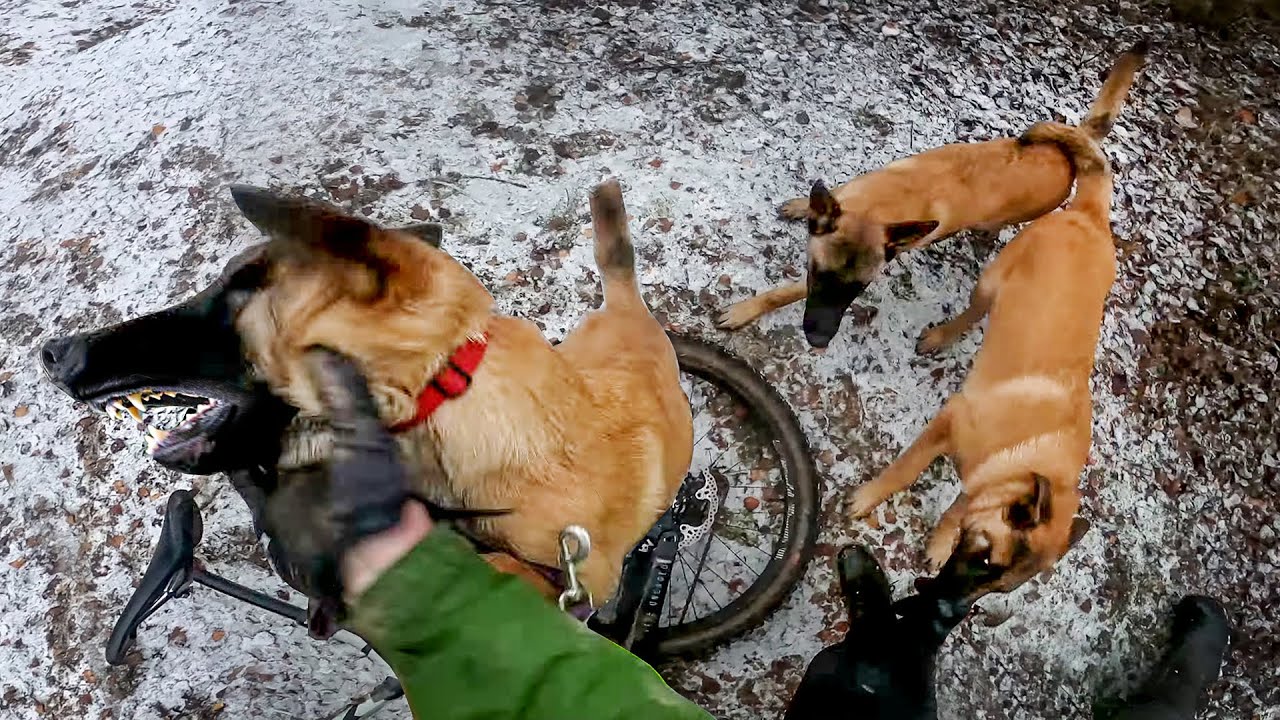 BIKER vs DOGS | WHAT HAPPENS WHEN BIKERS AND ANIMALS MEET - YouTube