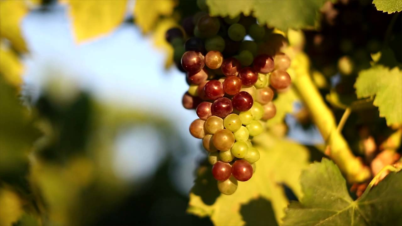 La vigne: de la floraison à la maturation (3) - YouTube